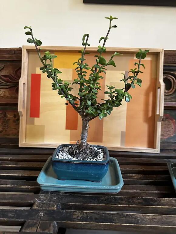 How Bonsai Trees Can Inspire Us to Build a Better Healthcare System ...