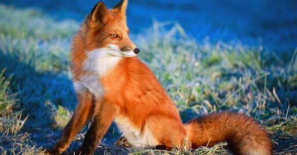 Foxes in Indiana: Types and Where They Live - NewsBreak