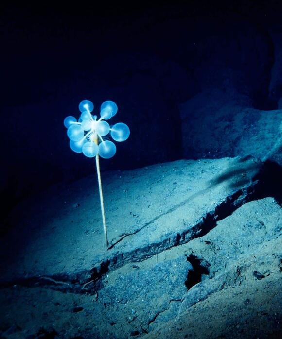 The “Death Ball” Sponge: Meet the Southern Ocean’s Carnivorous New ...