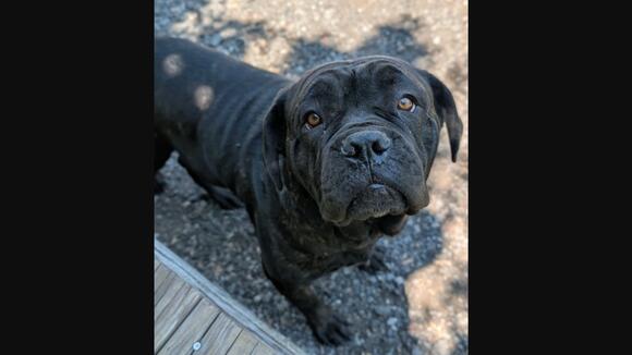 This Gentle Giant is an 80lb Big Baby Looking for Love - NewsBreak