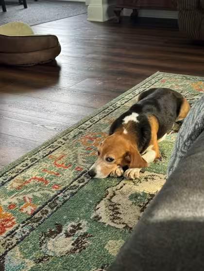 🐶 Gentle & Loving Dogs Ready for Adoption in Eau Claire - NewsBreak