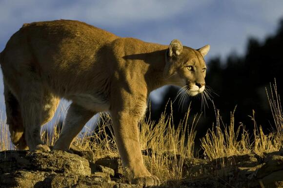 Little-Known Facts About the Top Ten Big Cat Species of the World ...