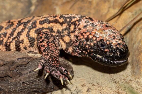 Meet the Arizona Gila Monster – The Most Venomous Lizard in the US ...