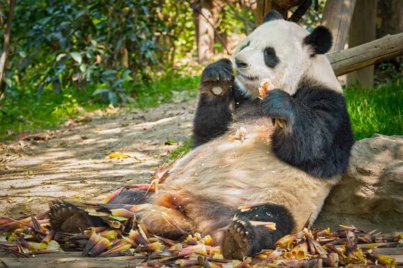 Best Places to See Giant Pandas - NewsBreak