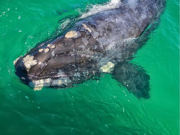 Ocean Giants Stage Stunning Comeback From Near-Extinction - NewsBreak