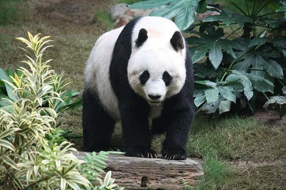 12 Amazing Comebacks in Animal Populations - NewsBreak
