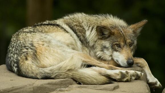 10 Amazing Facts about the Elusive Lobo, The Mexican Gray Wolf - NewsBreak