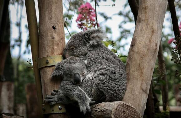 12 Koala Behaviors That Seem Strange but Serve a Purpose - NewsBreak