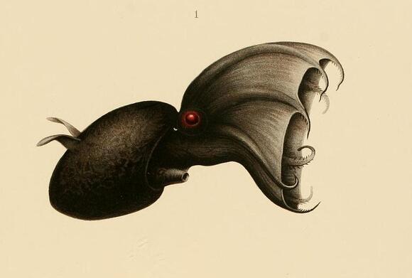 The Top 11 Weirdest Looking Creatures Found in the Deep Sea - NewsBreak