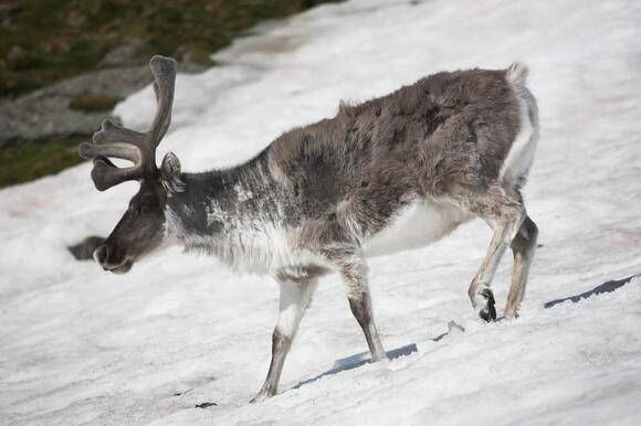 6 Animals That Can Change Color in Winter - NewsBreak