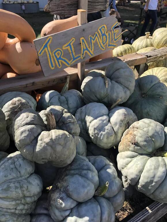 What Pumpkin Flavored Food Do Montanans Love The Most - NewsBreak