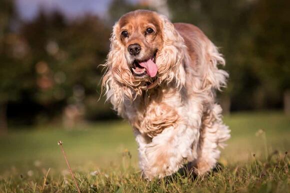 What Kind of Dog Is Benji? Breed Information, Pictures and Facts ...