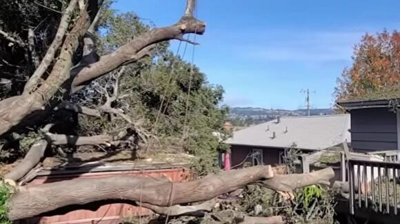 California woman learns hard lesson after neighbor’s tree hits her home ...