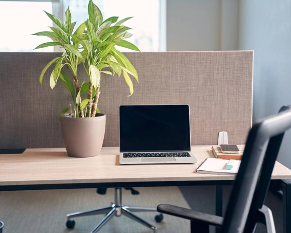 Start the Year Right! 9 Office Plants That Will Boost Your Mood and ...