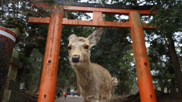 Why Animals Thrive Where Humans Once Gave Up - NewsBreak