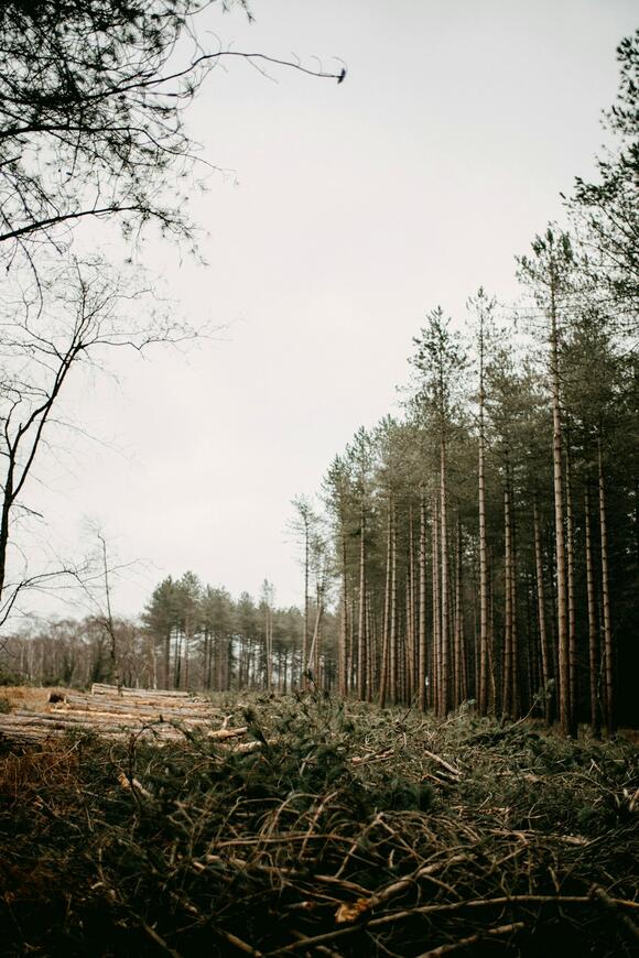 Biofuels Are Destroying Forests: The Other Side of Green Energy - NewsBreak