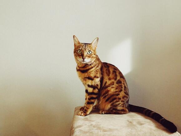 10 Cat Breeds That Mirror Human Personality Types - NewsBreak
