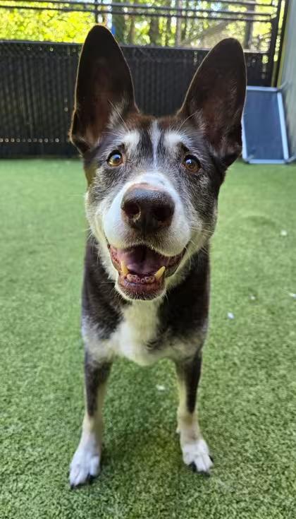 🐶 Gentle Seniors & Sweet Young Dogs Ready for Adoption in Bellevue ...
