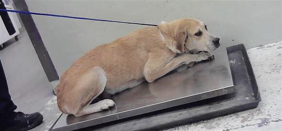🐶 Playful, Gentle & Loyal Dogs Ready for Adoption in Houston - NewsBreak