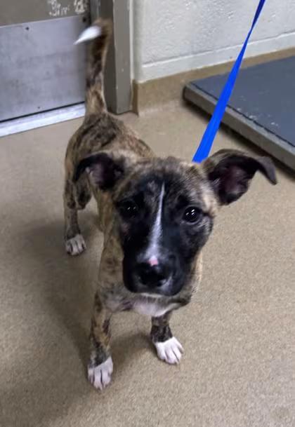 🐶 Playful, Gentle & Loyal Dogs Ready for Adoption in Irving - NewsBreak