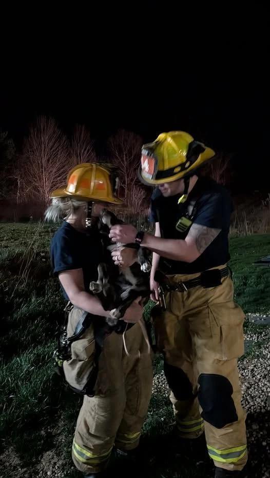 Dover Firefighters Swift Action Saves Animals After Fire Breaks Out at ...