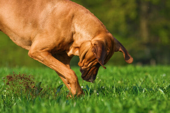 How to Stop a Dog from Digging - NewsBreak