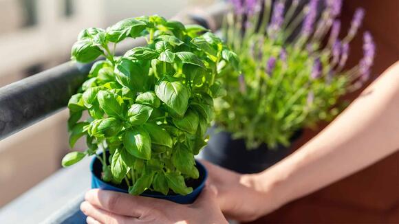 The real reason your fresh herbs die within two days, and how to fix it ...