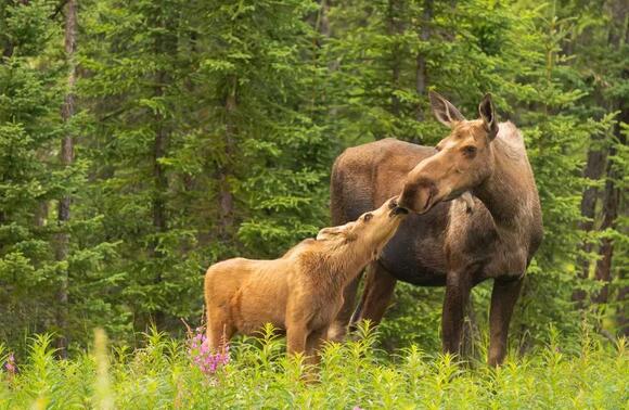 Colorado’s Wolf Reintroduction Faces Another Setback For Now - NewsBreak