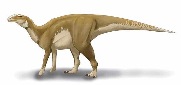 The Complete List of Every U.S. State Dinosaur and Fossil - NewsBreak