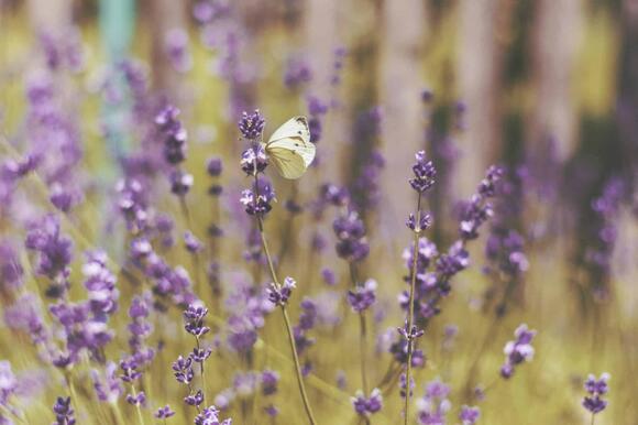 These 13 Popular Household Plants Hold Spiritual Significance - NewsBreak