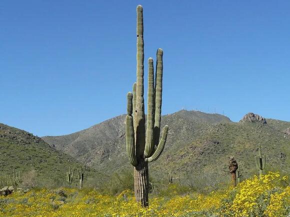 From Deep Sea to Desert: 10 of America’s Most Unique Ecosystems - NewsBreak