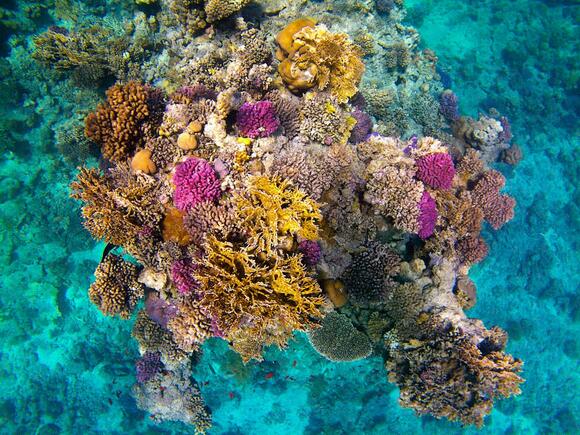 The Secret Life of Coral: Why These Animals Are More Than Just Colorful ...