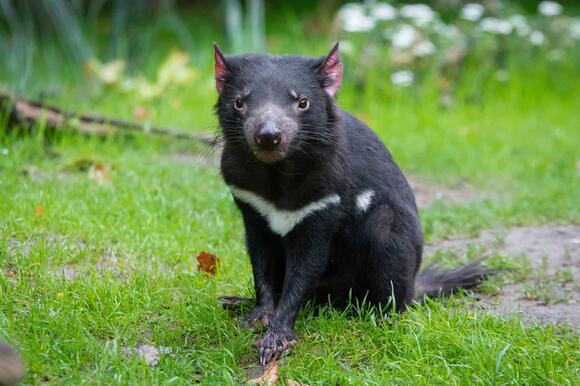 13 Weirdest Animal Births in Nature - NewsBreak