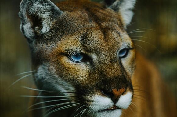 DNR Confirms First Ever Cougar Hit by a Car in Michigan - NewsBreak