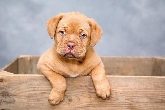 9 Everyday Household Sounds That Can Secretly Terrify Your Dog - NewsBreak