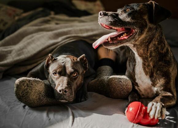 The Story of Pavlov’s Salivating Dogs: How It Changed Our Understanding ...