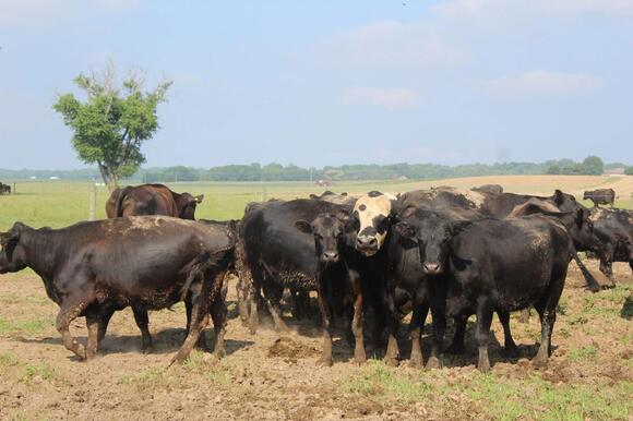 AgriCulture: RTF supported, Cecil Soil Conservation supervisors sought ...