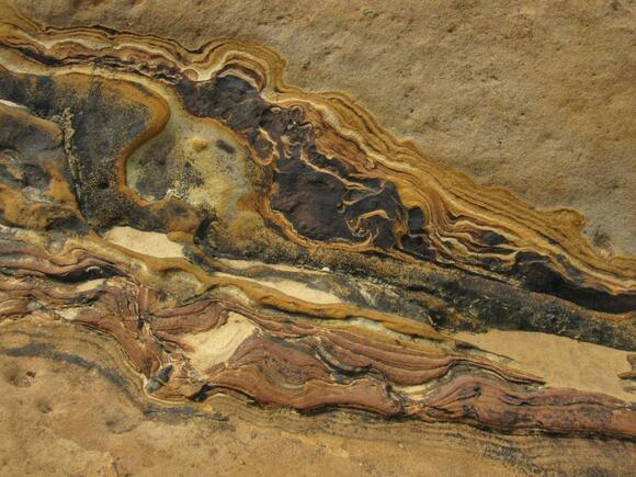 Karoo Fossils and Prehistoric Life at South Africa’s Iziko Museum ...