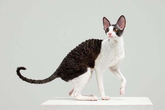11 cat breeds that may be easier on allergies - NewsBreak