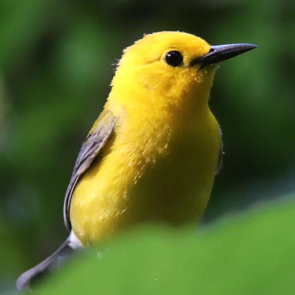 Prothonotary Warbler Named State Migratory Bird - NewsBreak