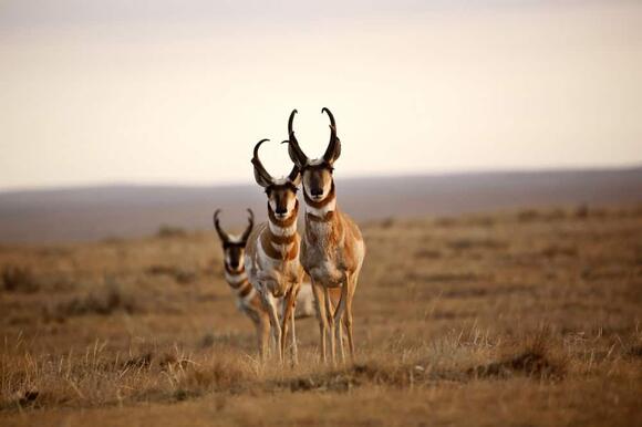 The 11 Fastest Animals on Earth and How They Compare to Humans - NewsBreak