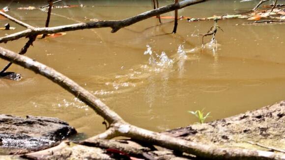 Fastest Reptile Runs on Water - NewsBreak
