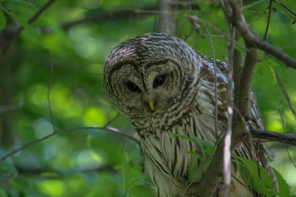 15 Things You Did Not Know About Owl Eyes - NewsBreak