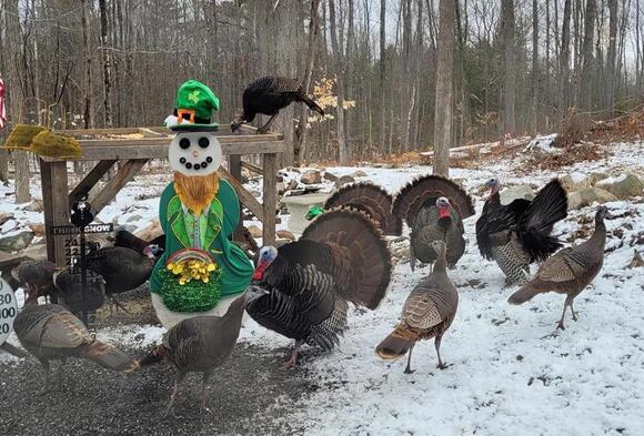 There’s an Unexpected Wildlife Showdown at Gaylord’s Snowman Cam ...