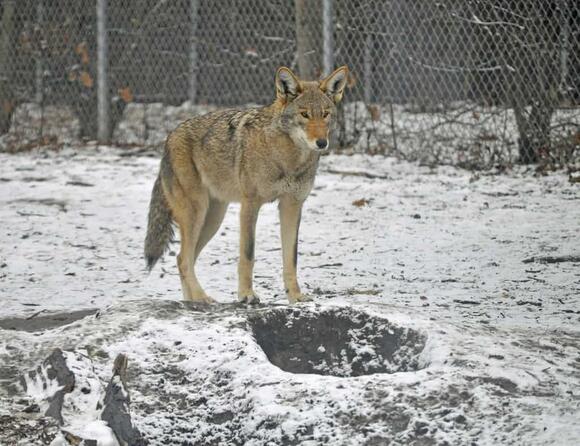 11 Signs a Predator Has Been Near Your Campsite - NewsBreak