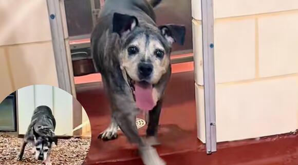 Senior Dog’s Heartbreaking Journey After Losing Her Forever Person ...