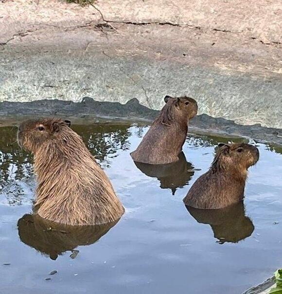 World’s largest rodent on the loose after escaping from UK zoo