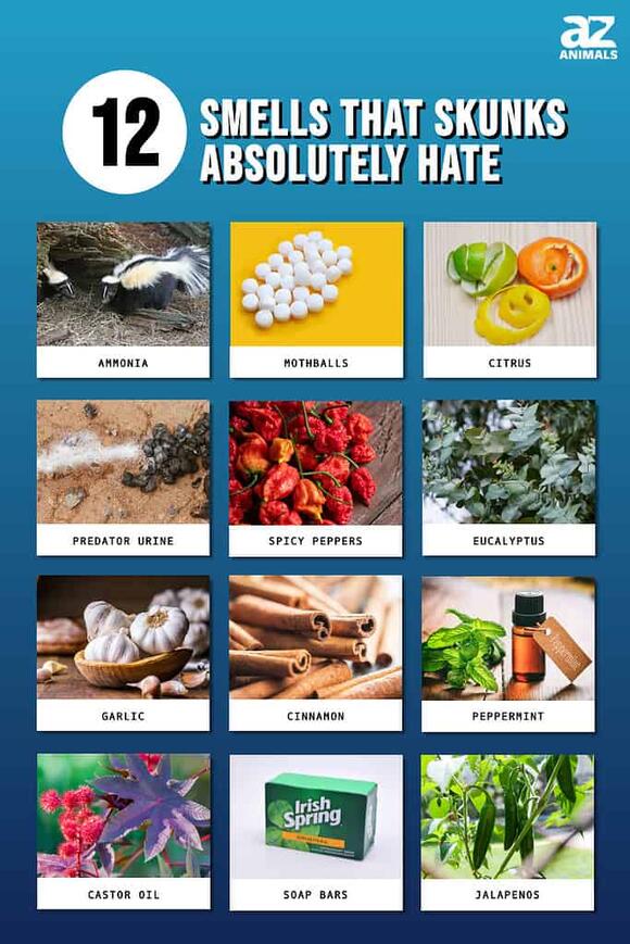 Discover 12 Smells That Skunks Absolutely Hate - NewsBreak