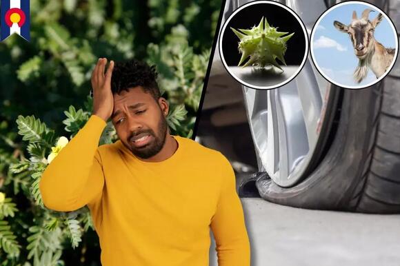 Colorado Recall: Unsafe Pesticide Levels In Marijuana Products - NewsBreak