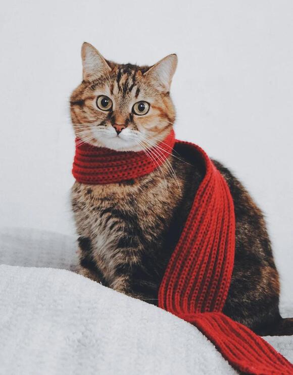 10 Subtle Cat Behaviors That Show Deep Emotional Intelligence - NewsBreak